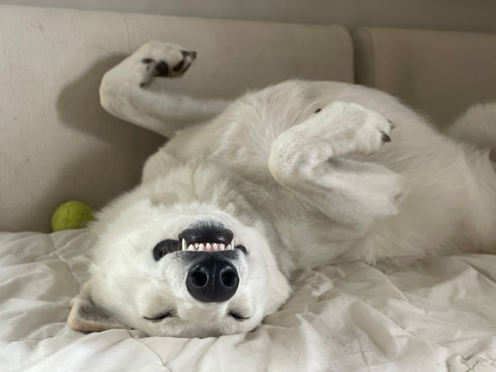 Overlord 2 is here 👁️